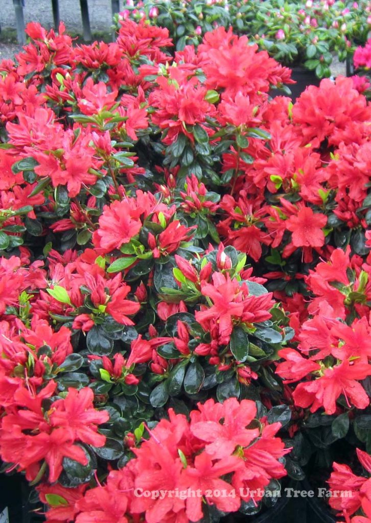 Azalea 'Sherwood Red' | Urban Tree Farm Nursery