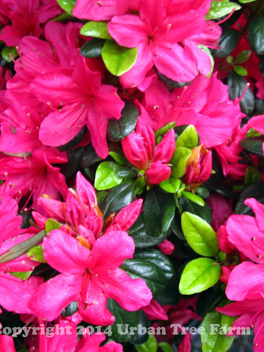 Azalea 'Sherwood Violet' | Urban Tree Farm Nursery