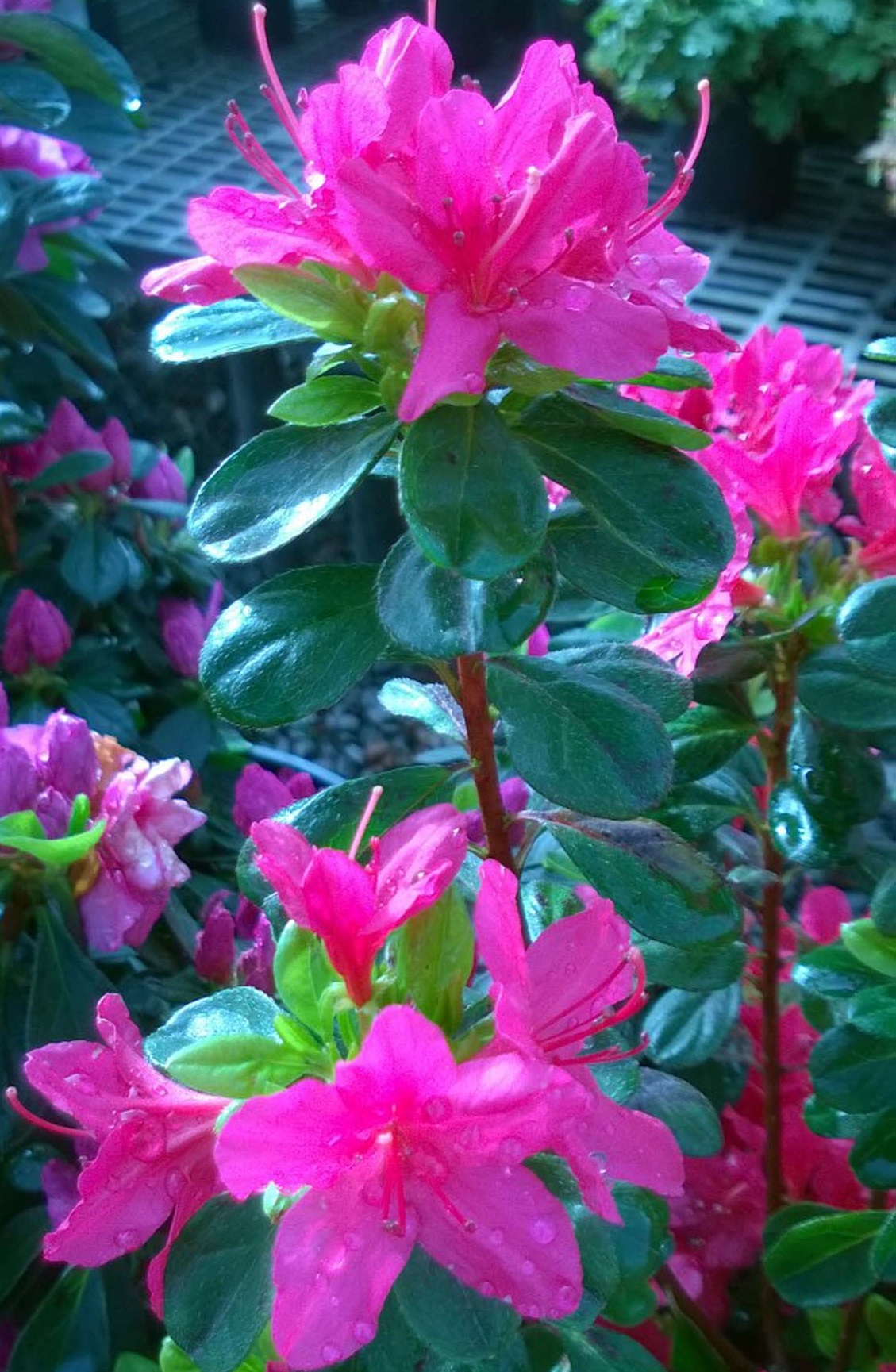 Azalea 'Sherwood Violet' | Urban Tree Farm Nursery