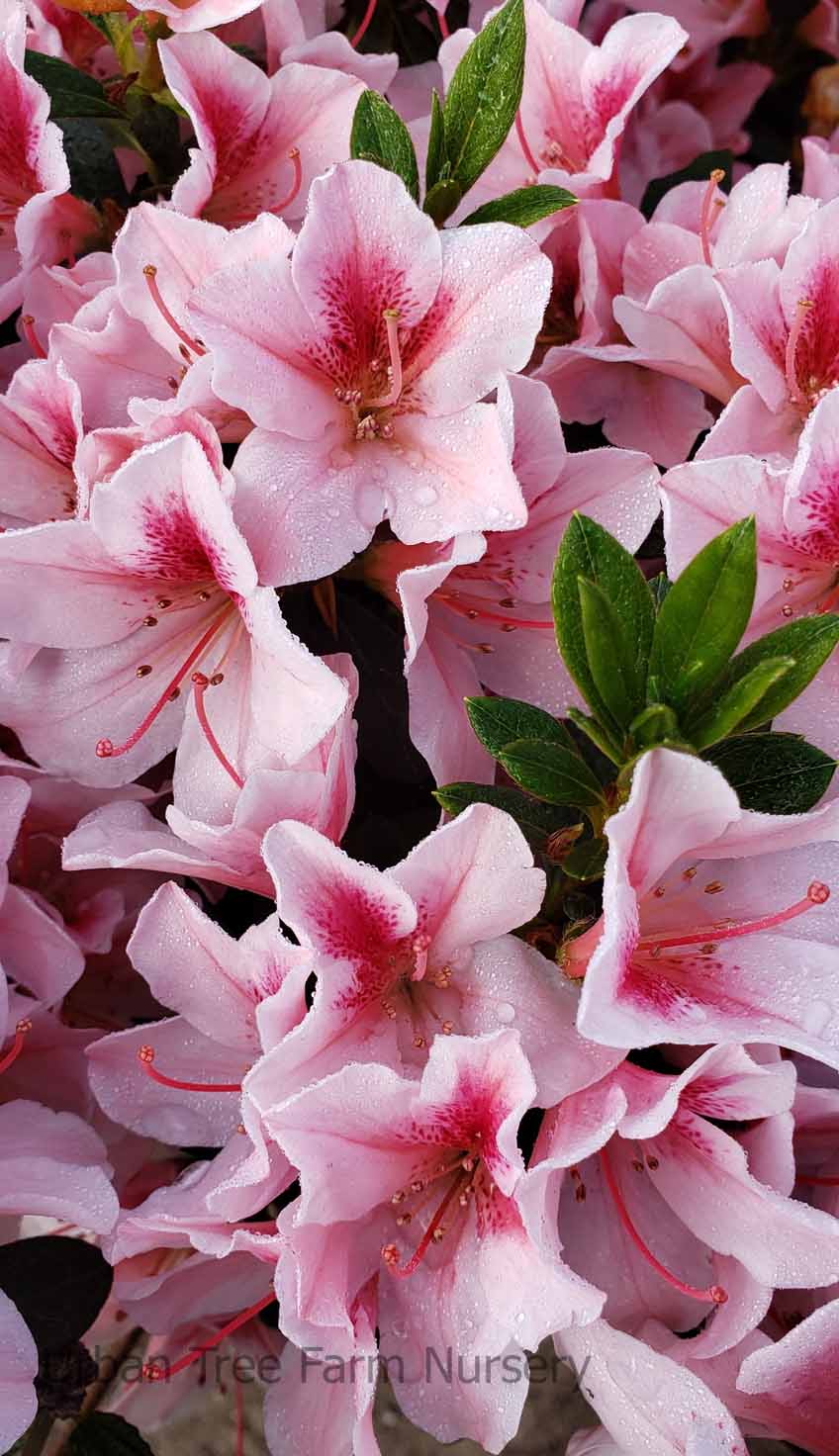 Azalea, Southern Indica 'Pink Lace' STD | Urban Tree Farm Nursery