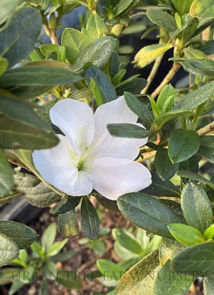 Azalea, Southern Indica 'Pink Lace' | Urban Tree Farm Nursery