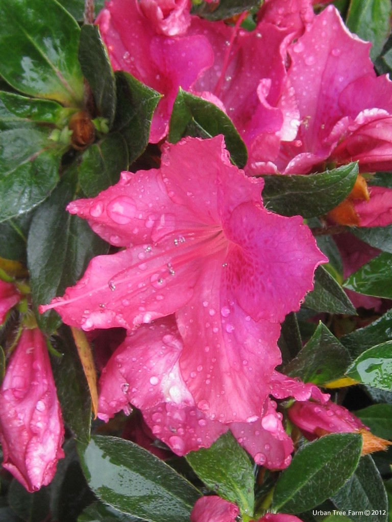 Azalea, Southern Indica 'Southern Charm' | Urban Tree Farm Nursery