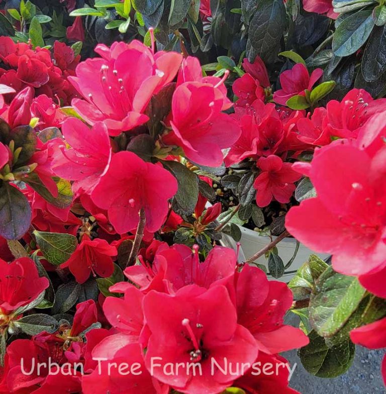 Azalea 'Ward's Ruby' | Urban Tree Farm Nursery