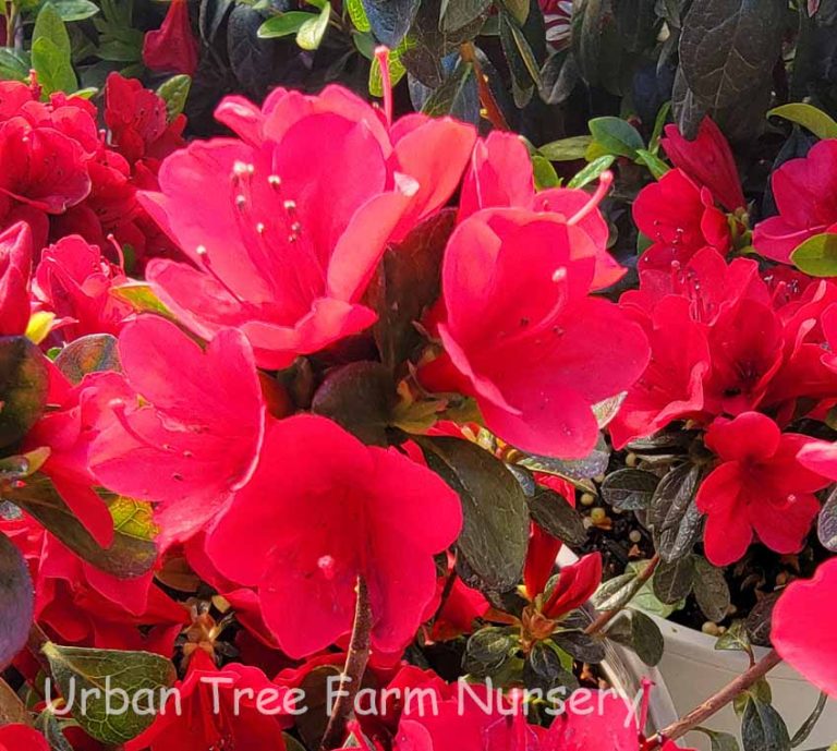 Azalea 'Ward's Ruby' | Urban Tree Farm Nursery