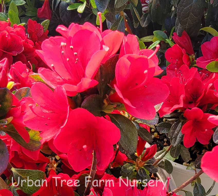 Azalea 'Ward's Ruby' | Urban Tree Farm Nursery