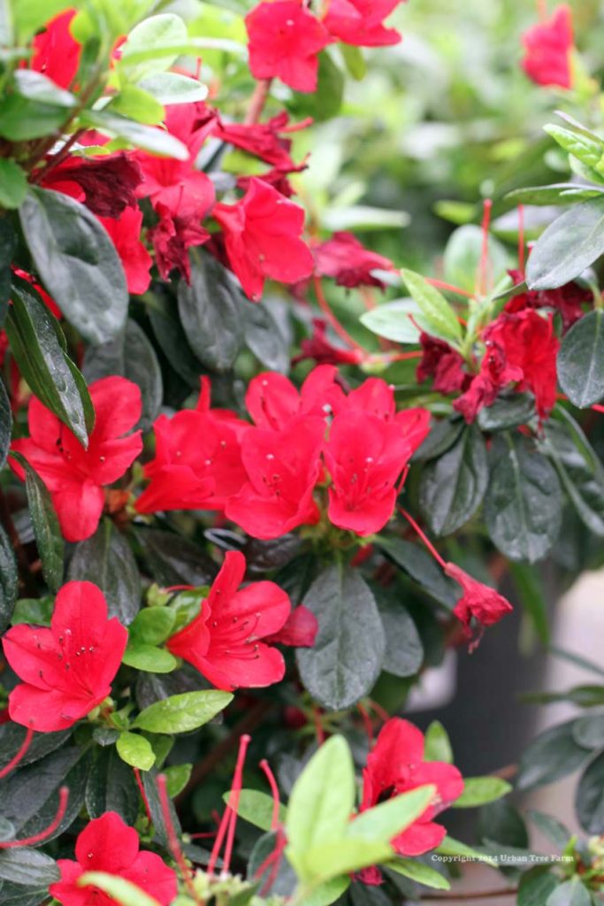 Azalea 'Ward's Ruby' | Urban Tree Farm Nursery