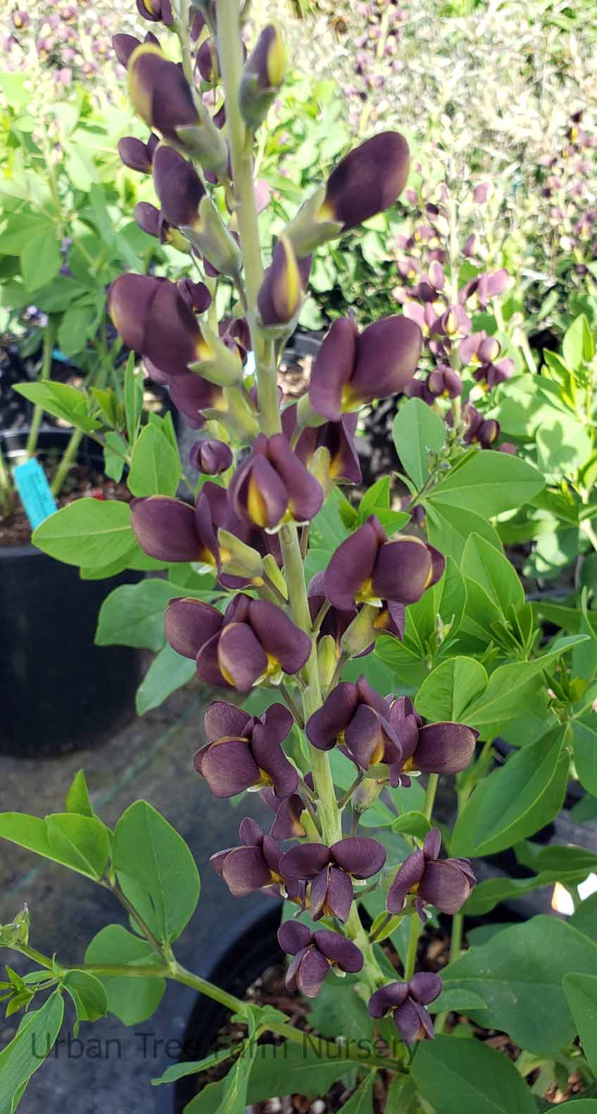Baptisia 'Dark Chocolate' | Urban Tree Farm Nursery