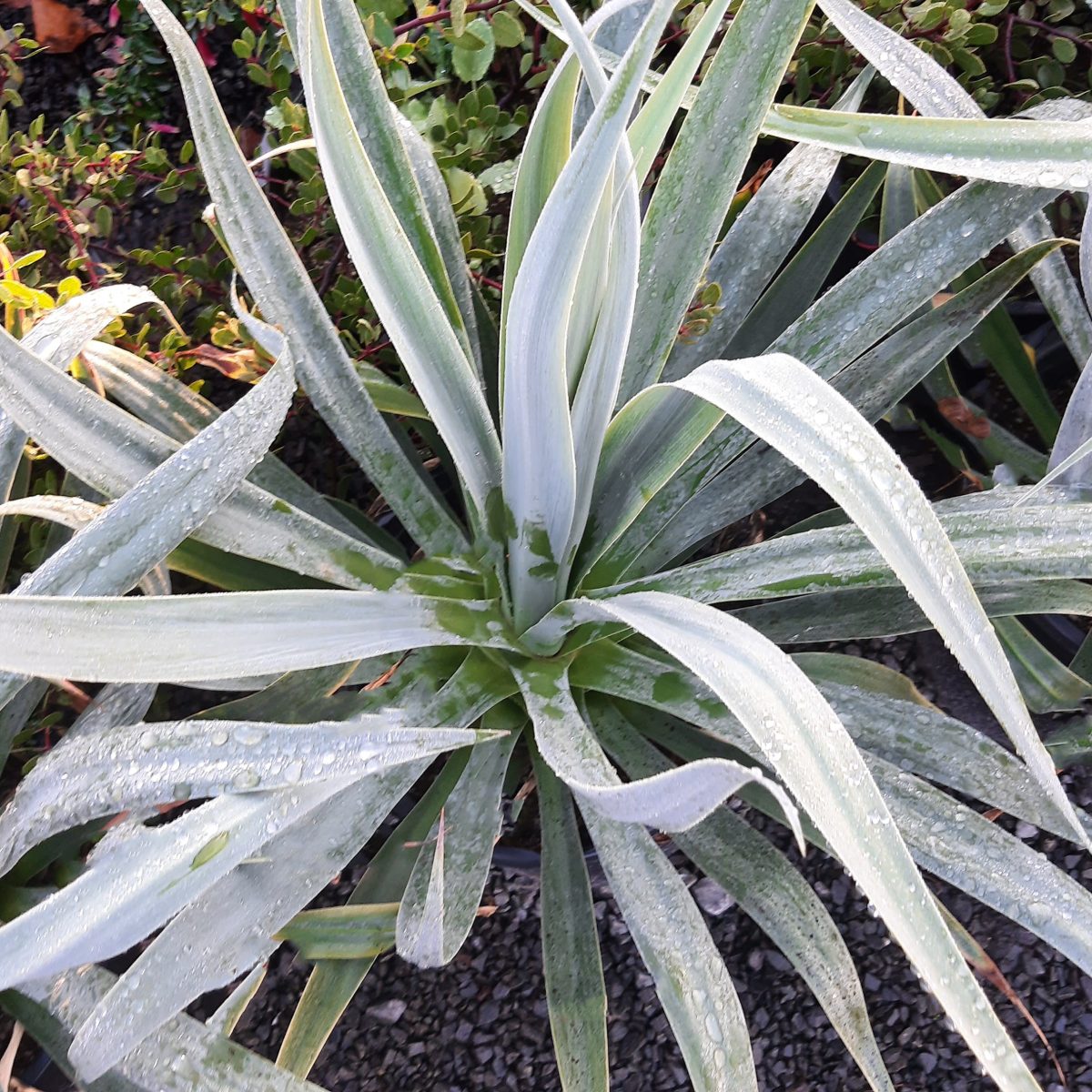 Beschorneria yuccoides 'Variegata' | Urban Tree Farm Nursery