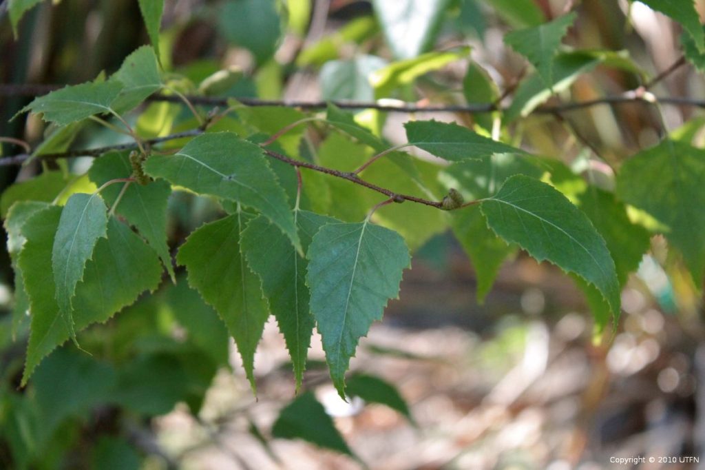 Betula platyphylla 'White Spire' | Urban Tree Farm Nursery