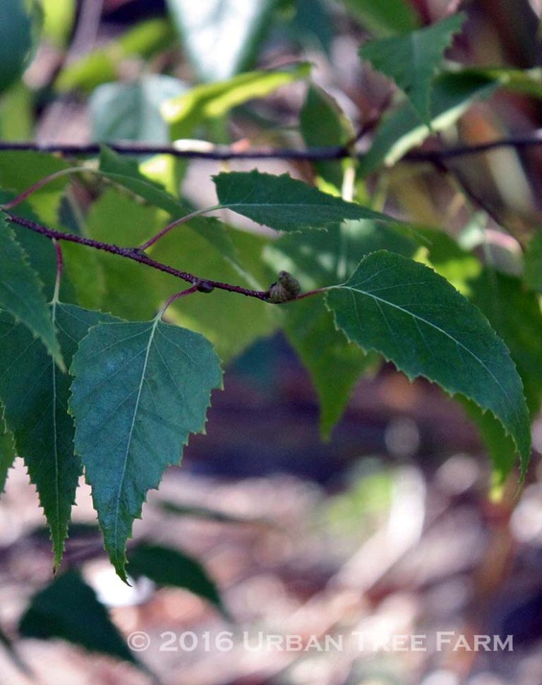 Betula platyphylla 'White Spire' | Urban Tree Farm Nursery