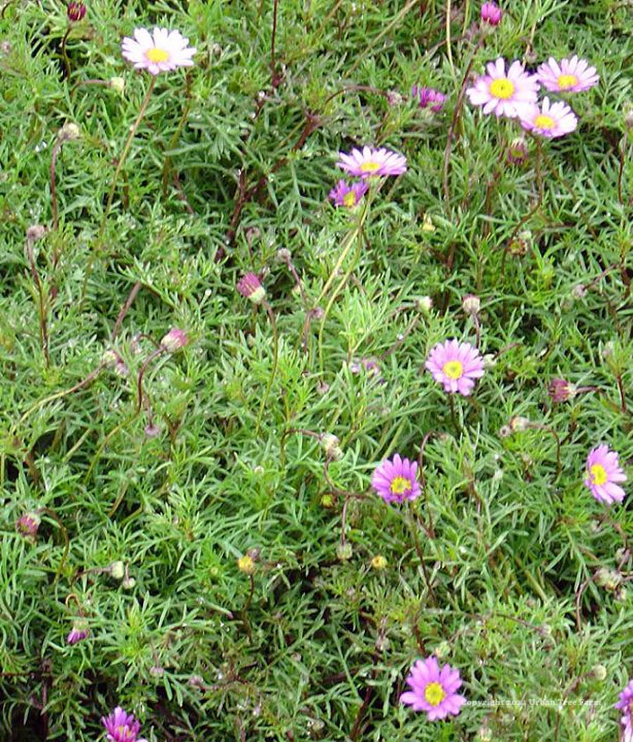 Brachyscome multifida 'Amethyst' | Urban Tree Farm Nursery