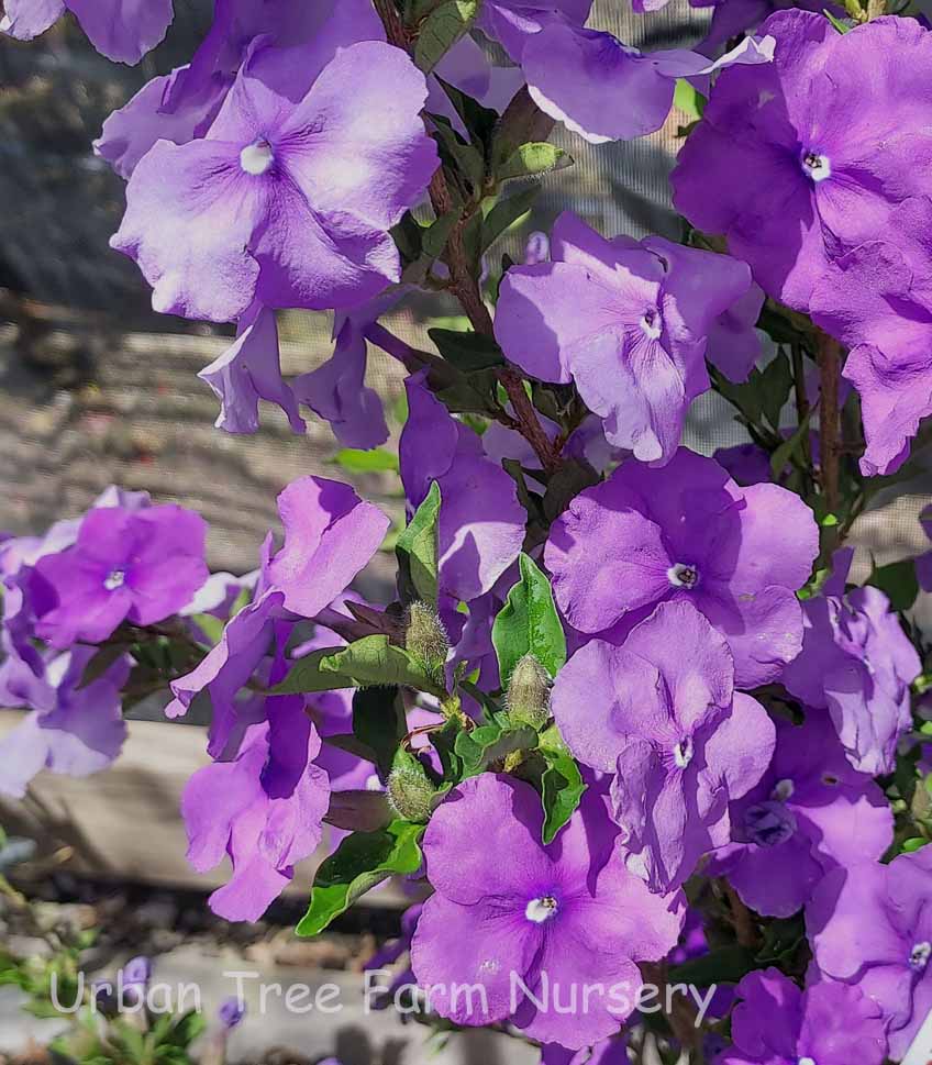 Brunfelsia pauciflora 'Eximia' | Urban Tree Farm Nursery