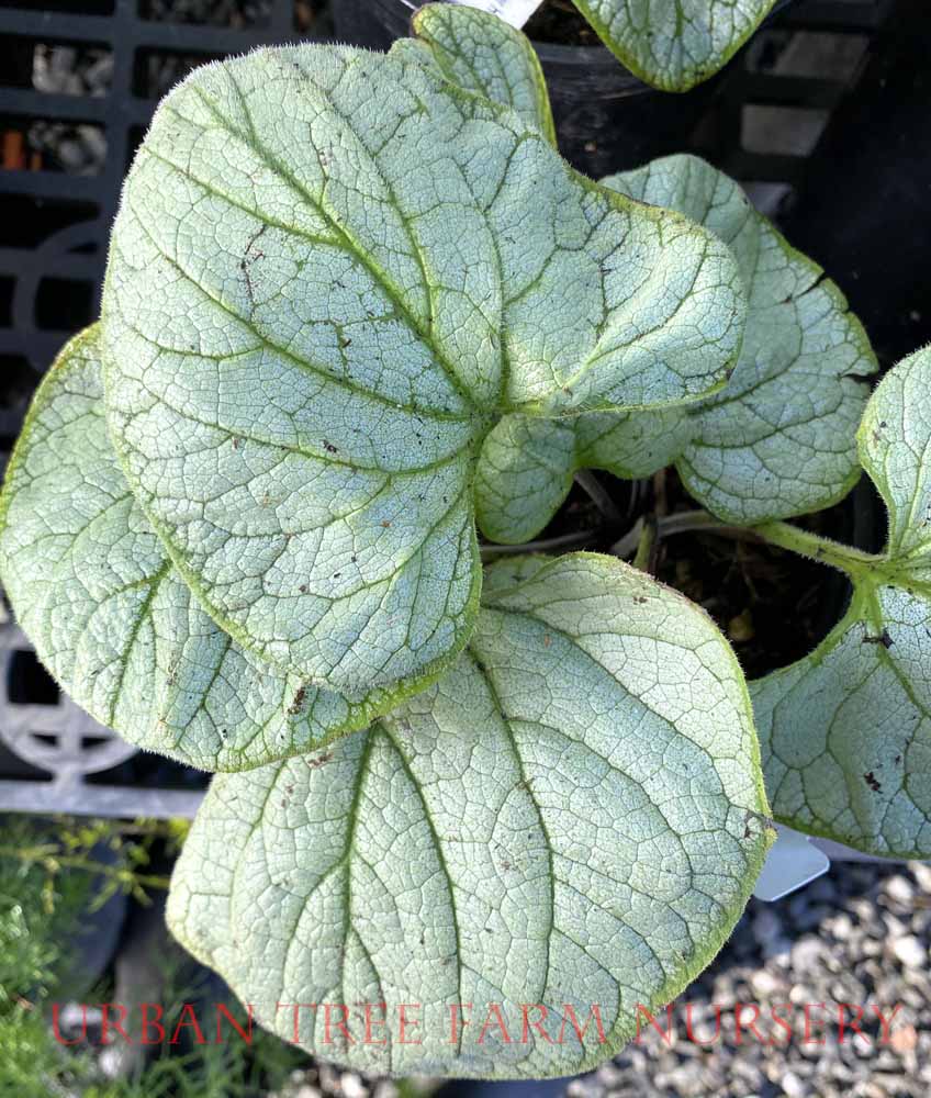 Brunnera macrophylla 'Silver Heart' | Urban Tree Farm Nursery
