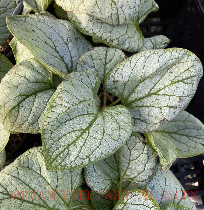 Brunnera macrophylla 'Silver Heart' | Urban Tree Farm Nursery
