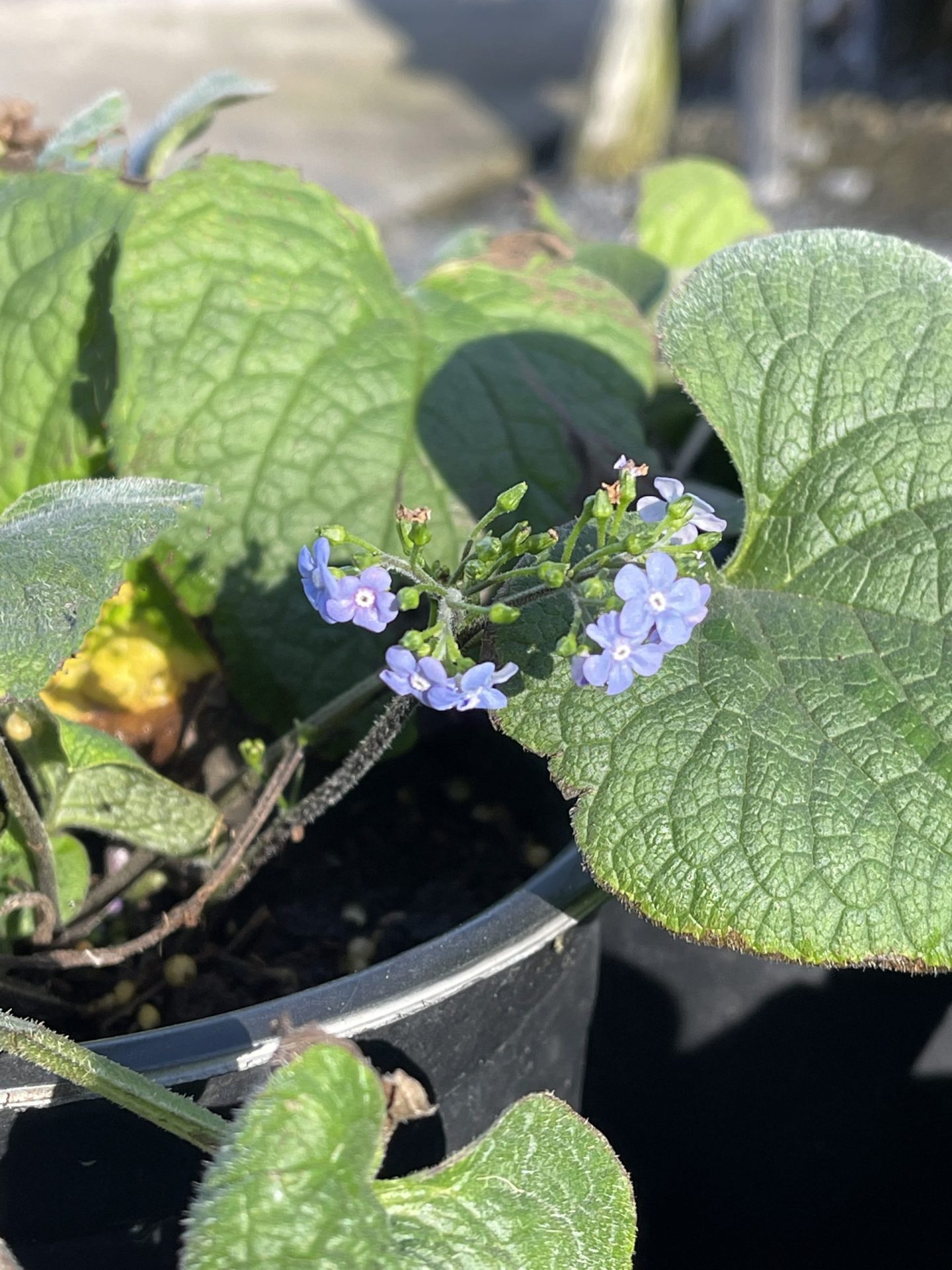 Brunnera macrophylla | Urban Tree Farm Nursery