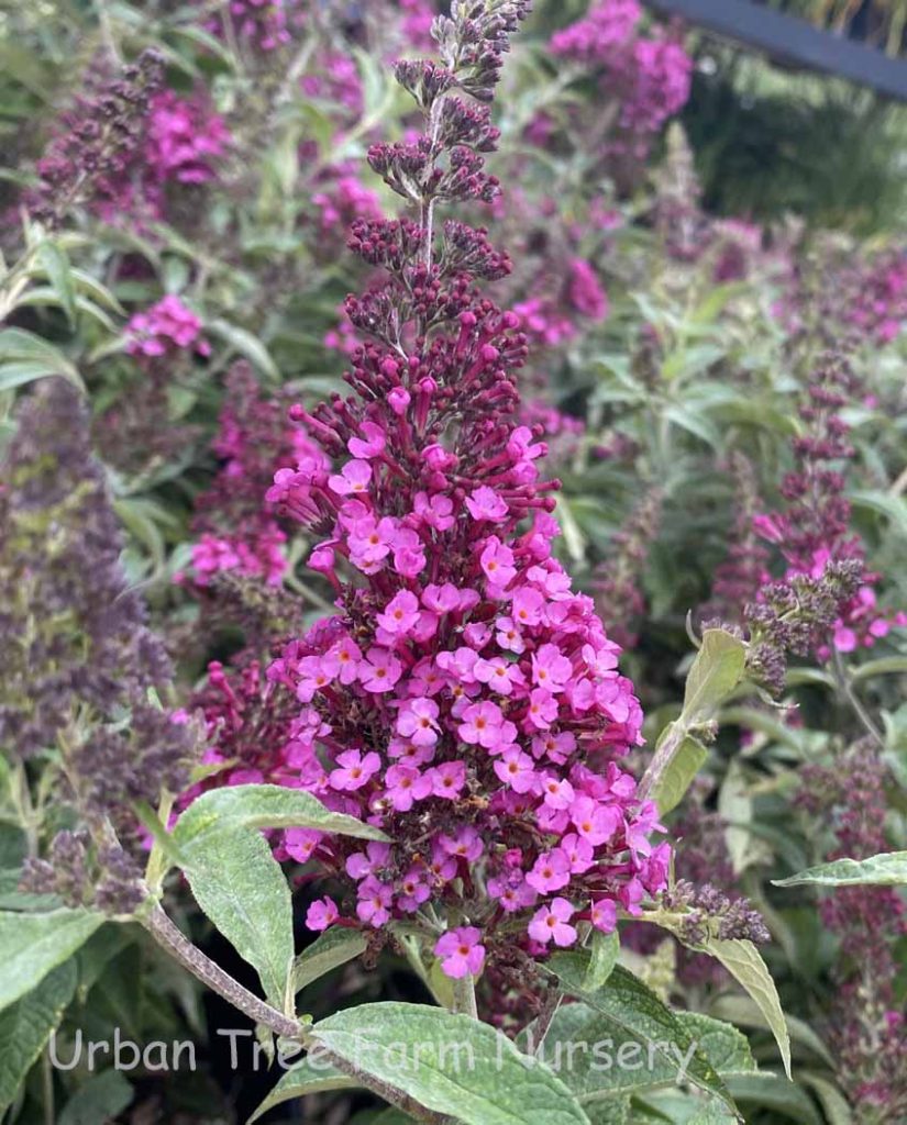 Buddleja davidii 'Buzz Hot Raspberry' | Urban Tree Farm Nursery