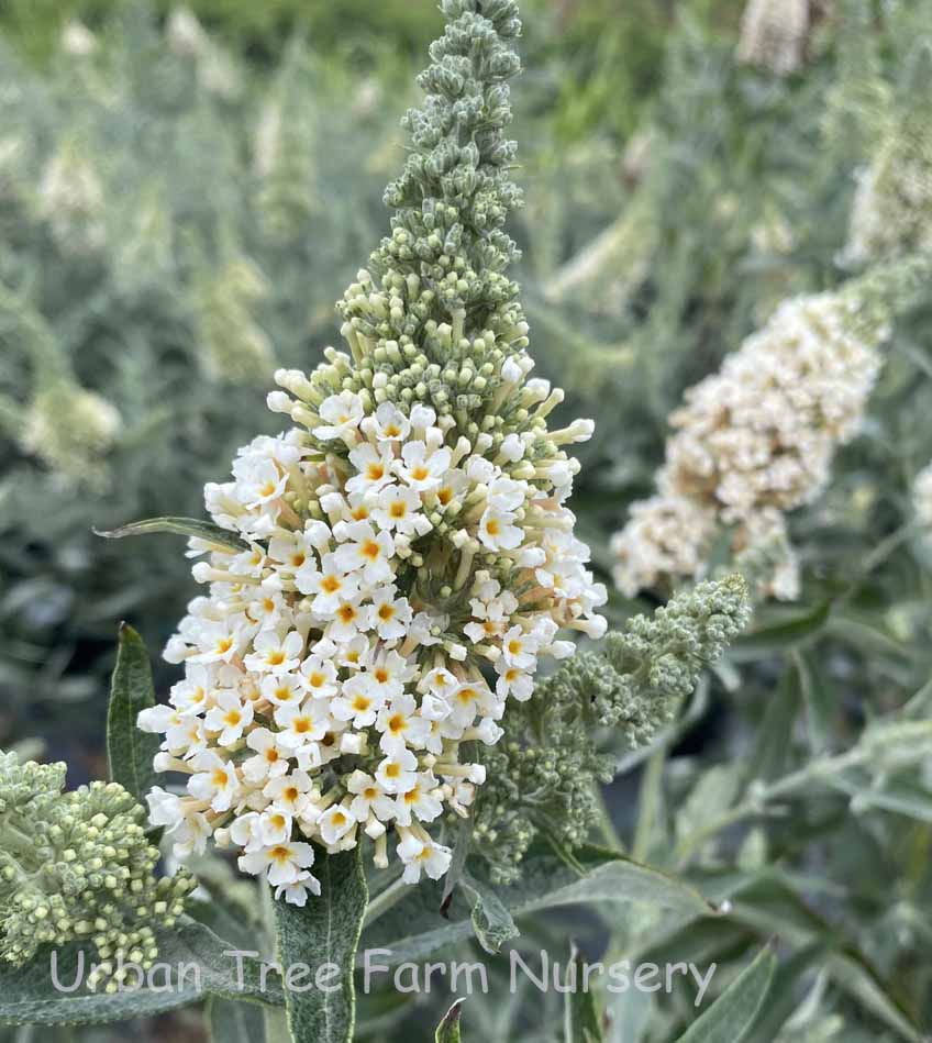 Buddleja davidii 'Buzz Ivory' | Urban Tree Farm Nursery