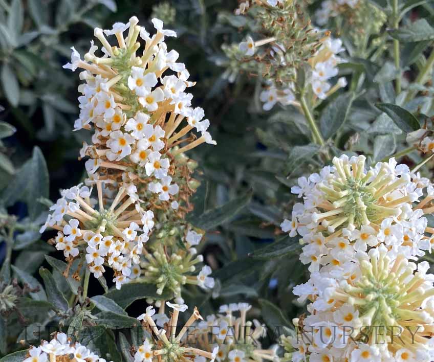 Buddleja davidii 'Buzz Ivory' | Urban Tree Farm Nursery