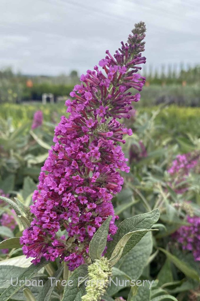 Buddleja davidii 'Buzz Magenta' | Urban Tree Farm Nursery