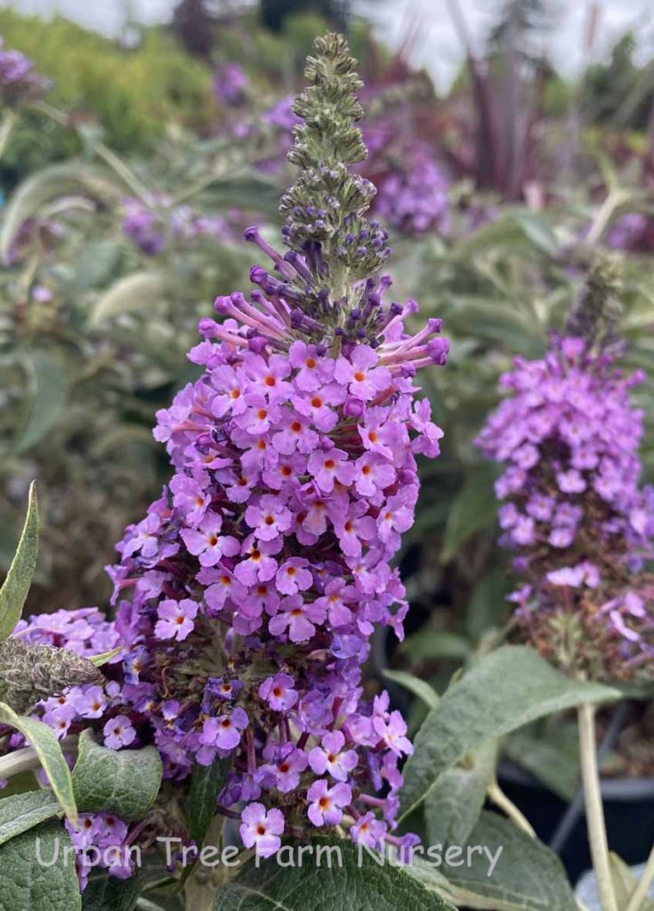 Buddleja davidii 'Buzz Purple' | Urban Tree Farm Nursery