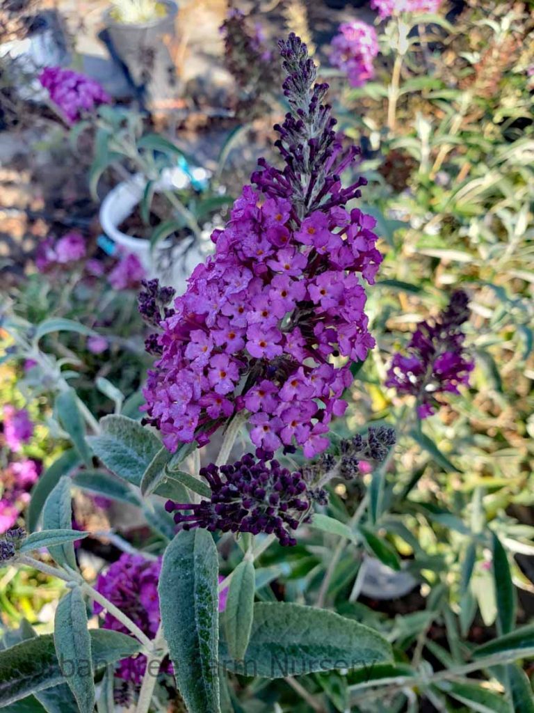 Buddleja davidii 'Buzz Purple' | Urban Tree Farm Nursery