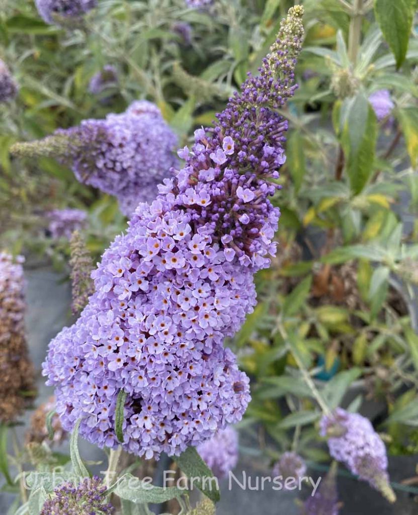 Buddleja davidii 'Buzz Sky Blue' | Urban Tree Farm Nursery