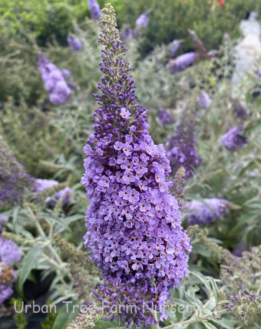 Buddleja davidii 'Buzz Sky Blue' | Urban Tree Farm Nursery