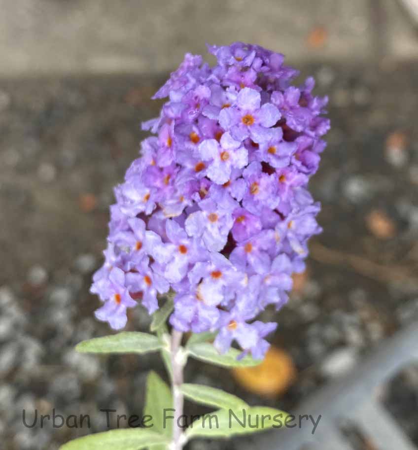 Buddleja davidii 'Buzz Sky Blue' | Urban Tree Farm Nursery