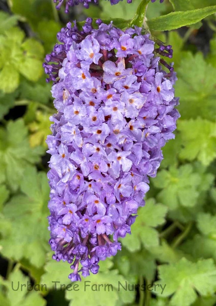 Buddleja davidii 'Buzz Sky Blue' | Urban Tree Farm Nursery