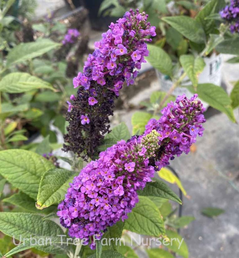 Buddleja davidii 'Miss Violet' | Urban Tree Farm Nursery