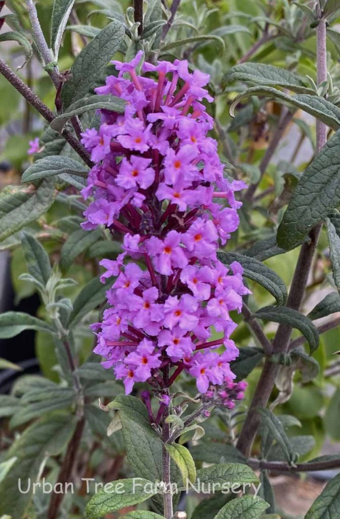 Buddleja davidii 'Petite Plum' | Urban Tree Farm Nursery