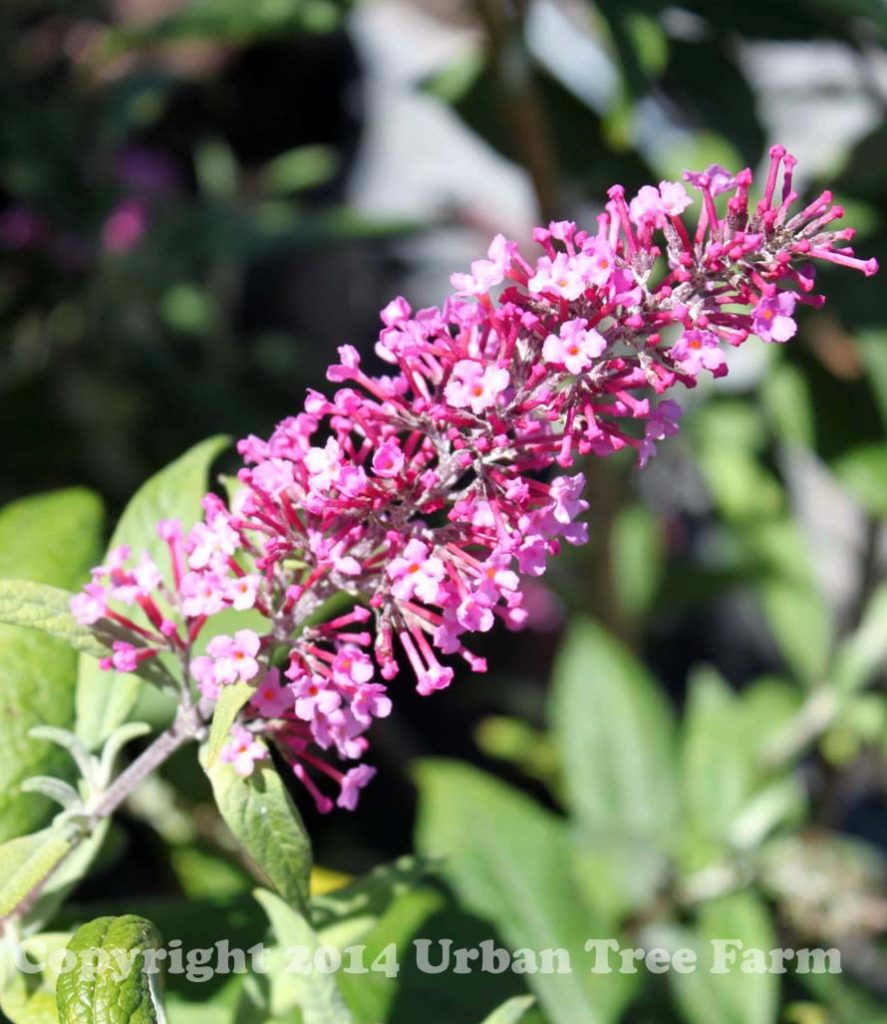 Buddleja davidii 'Pink Charm' | Urban Tree Farm Nursery