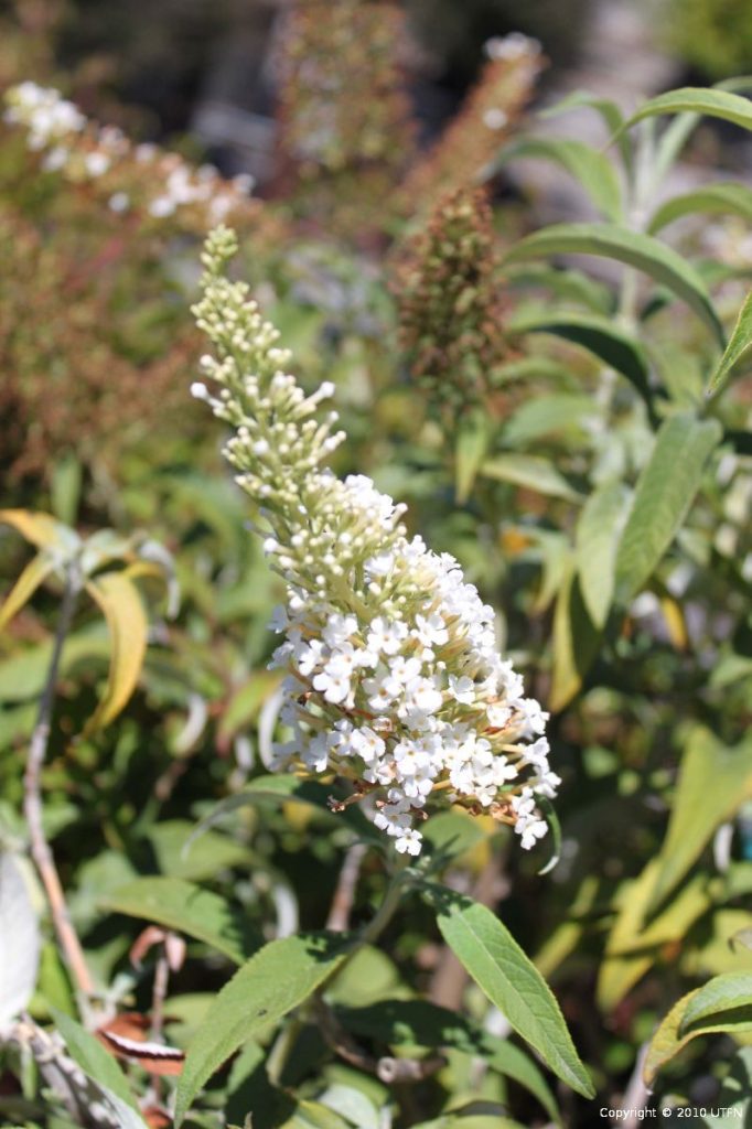 Buddleja davidii 'White Bouquet' | Urban Tree Farm Nursery