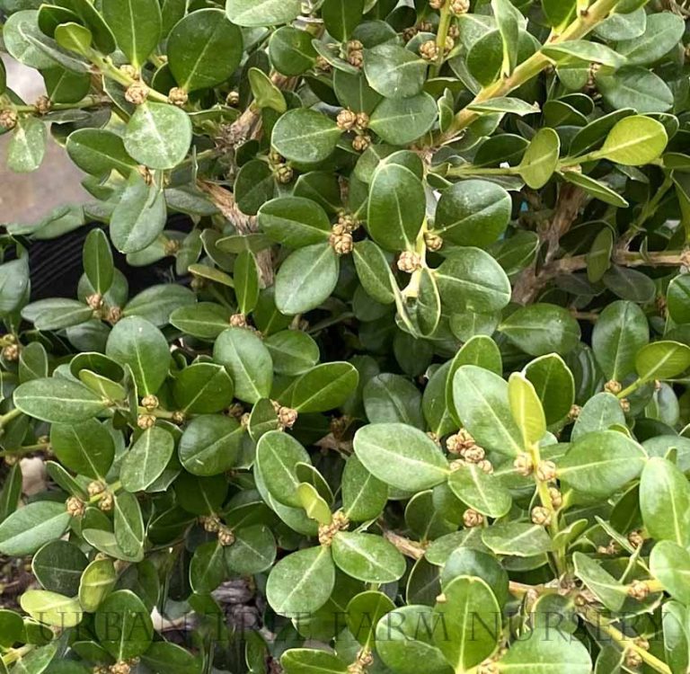 Buxus microphylla 'Wintergreen' | Urban Tree Farm Nursery