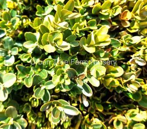 Buxus sempervirens Suffruticosa GLOBE | Urban Tree Farm Nursery