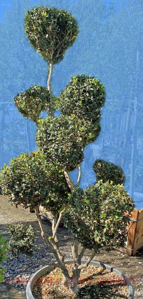 Buxus sempervirens TOPIARY | Urban Tree Farm Nursery
