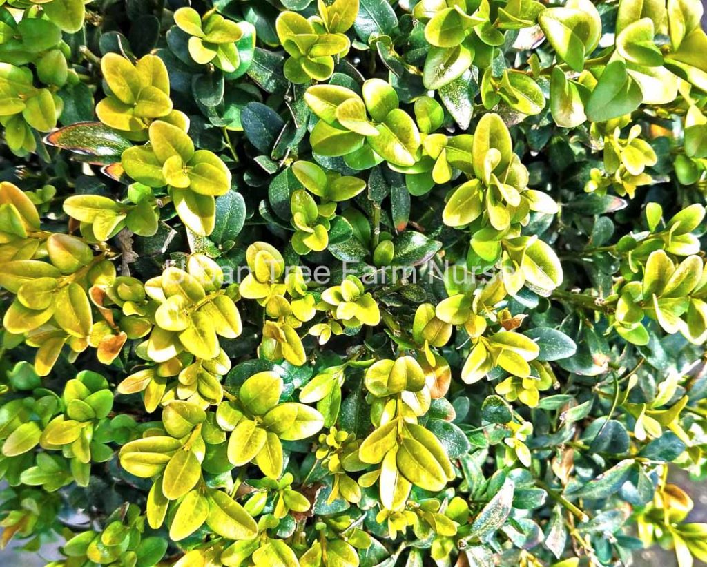 Buxus sempervirens TOPIARY | Urban Tree Farm Nursery