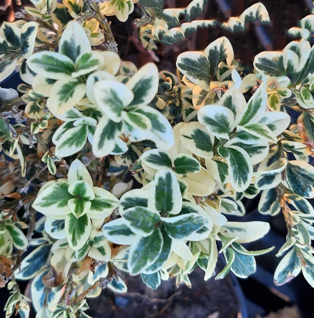 Buxus sempervirens 'Variegata' | Urban Tree Farm Nursery