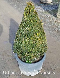 Buxus x 'Green Mountain' CONE/PYRAMID 18-21" | Urban Tree Farm Nursery