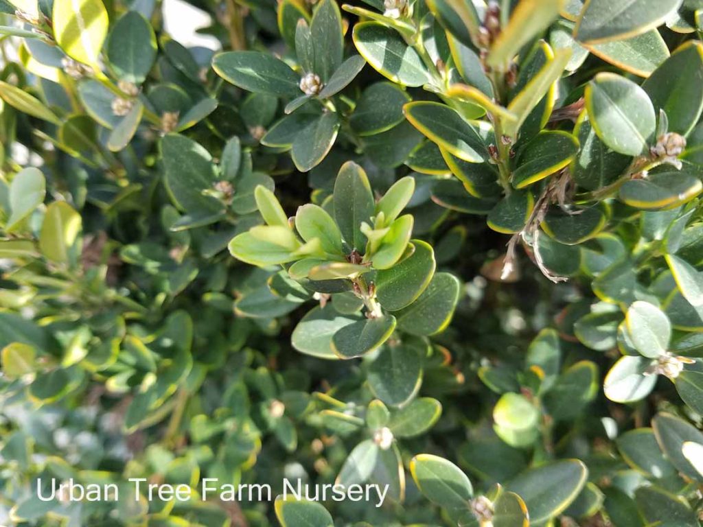Buxus x 'Green Mountain' | Urban Tree Farm Nursery