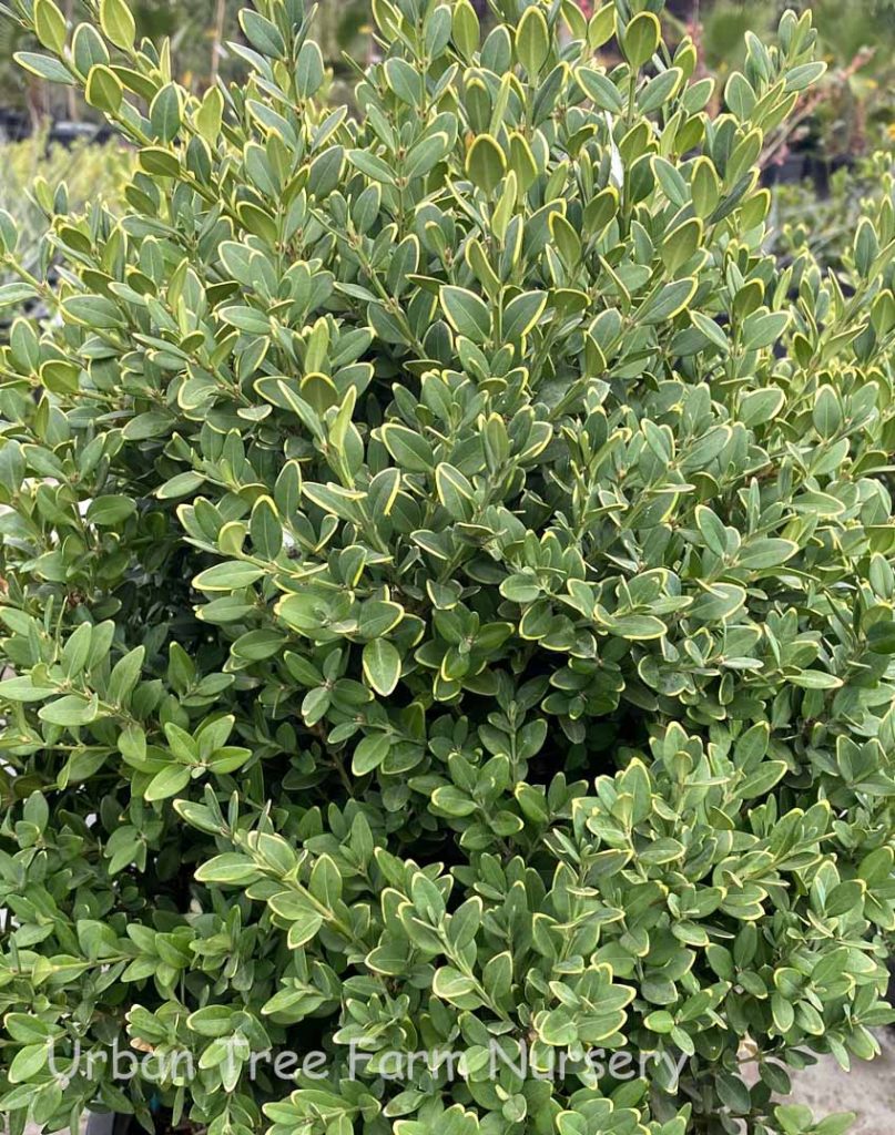 Buxus x 'Green Mountain' | Urban Tree Farm Nursery