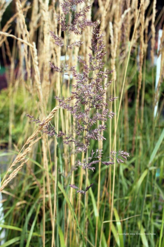Calamagrostis acutiflora 'Karl Foerster' | Urban Tree Farm Nursery
