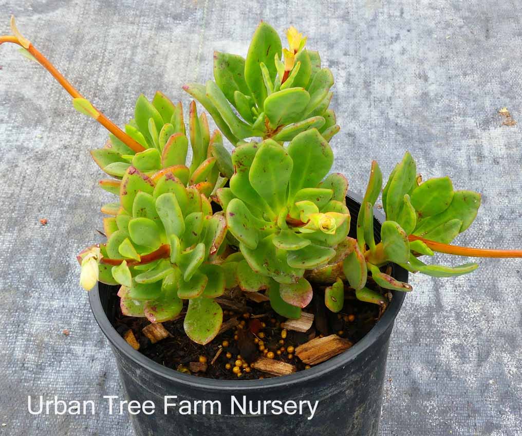 Calandrinia spectabilis | Urban Tree Farm Nursery