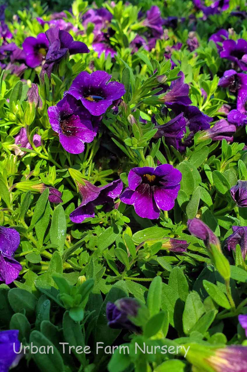 Calibrachoa 'Grape Punch' | Urban Tree Farm Nursery
