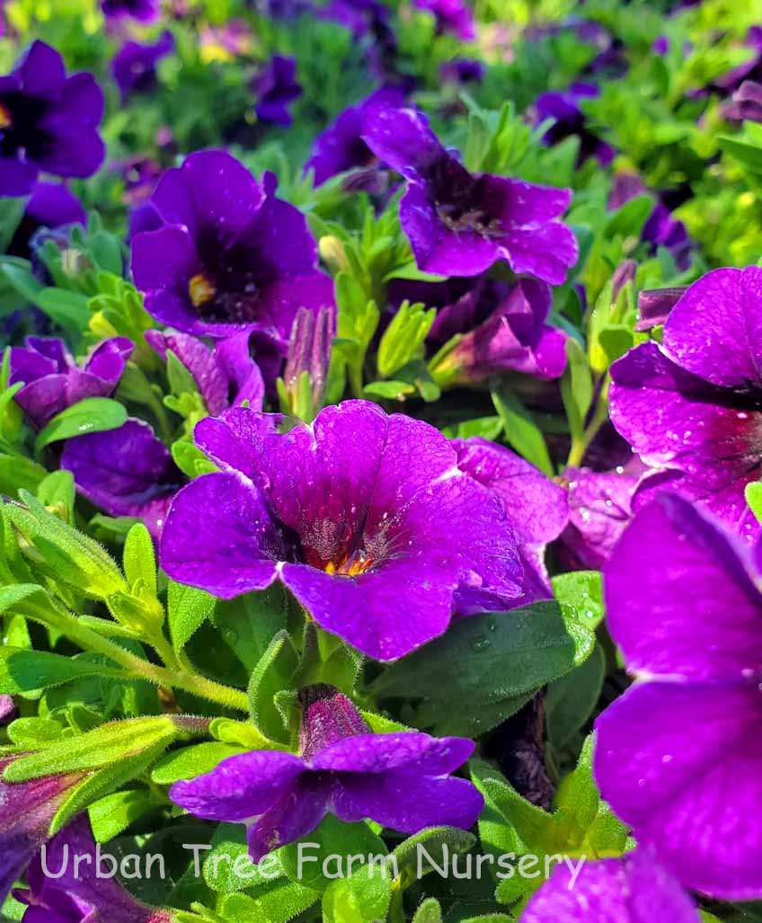 Calibrachoa 'Grape Punch' | Urban Tree Farm Nursery