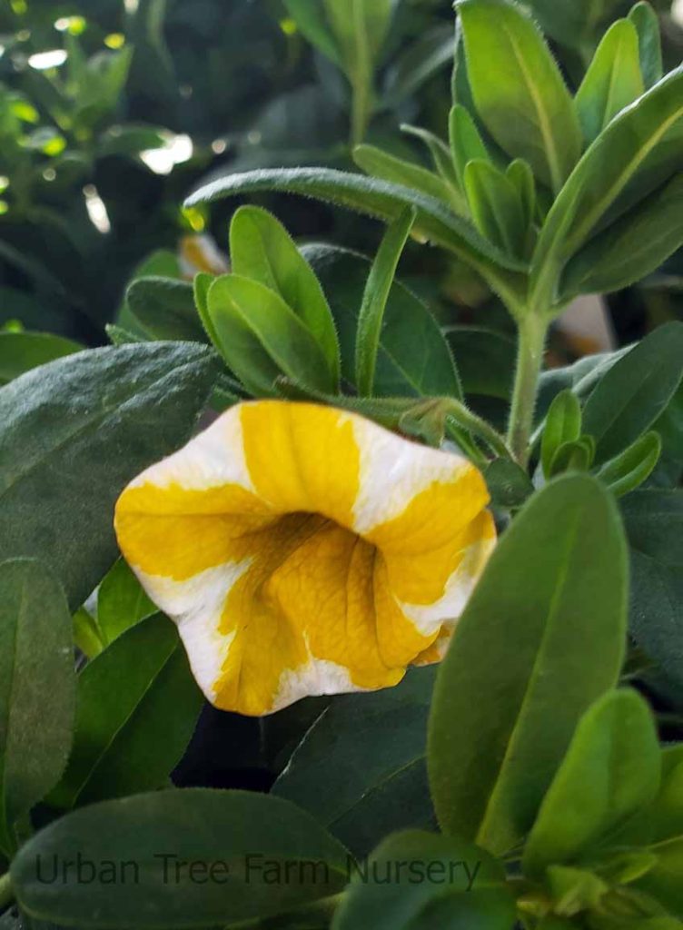 Calibrachoa 'Lemon Slice' | Urban Tree Farm Nursery
