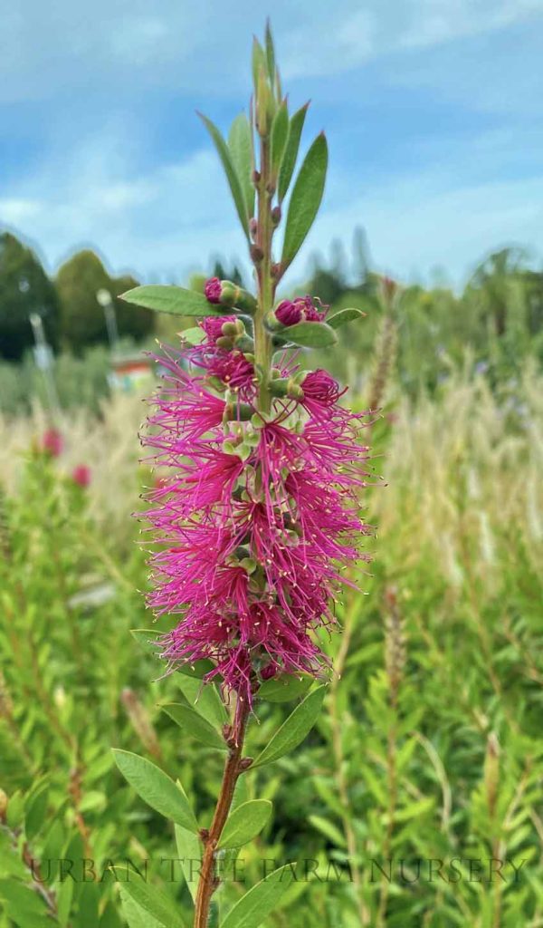 Callistemon citrinus 'Jeffers' | Urban Tree Farm Nursery