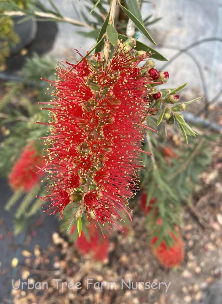 Callistemon viminalis 'Slim' COLUMN | Urban Tree Farm Nursery