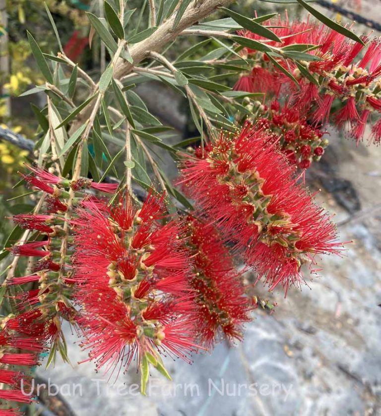 Callistemon viminalis 'Slim' | Urban Tree Farm Nursery