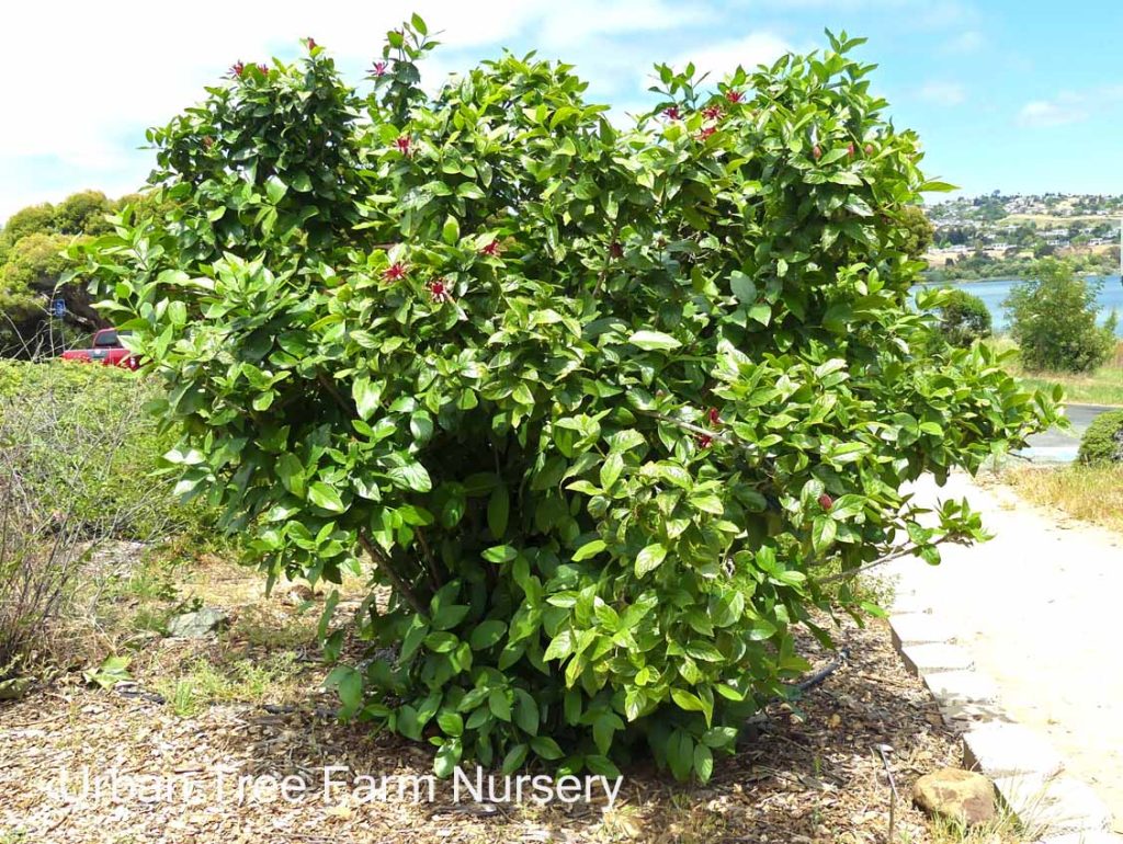 Calycanthus occidentalis | Urban Tree Farm Nursery